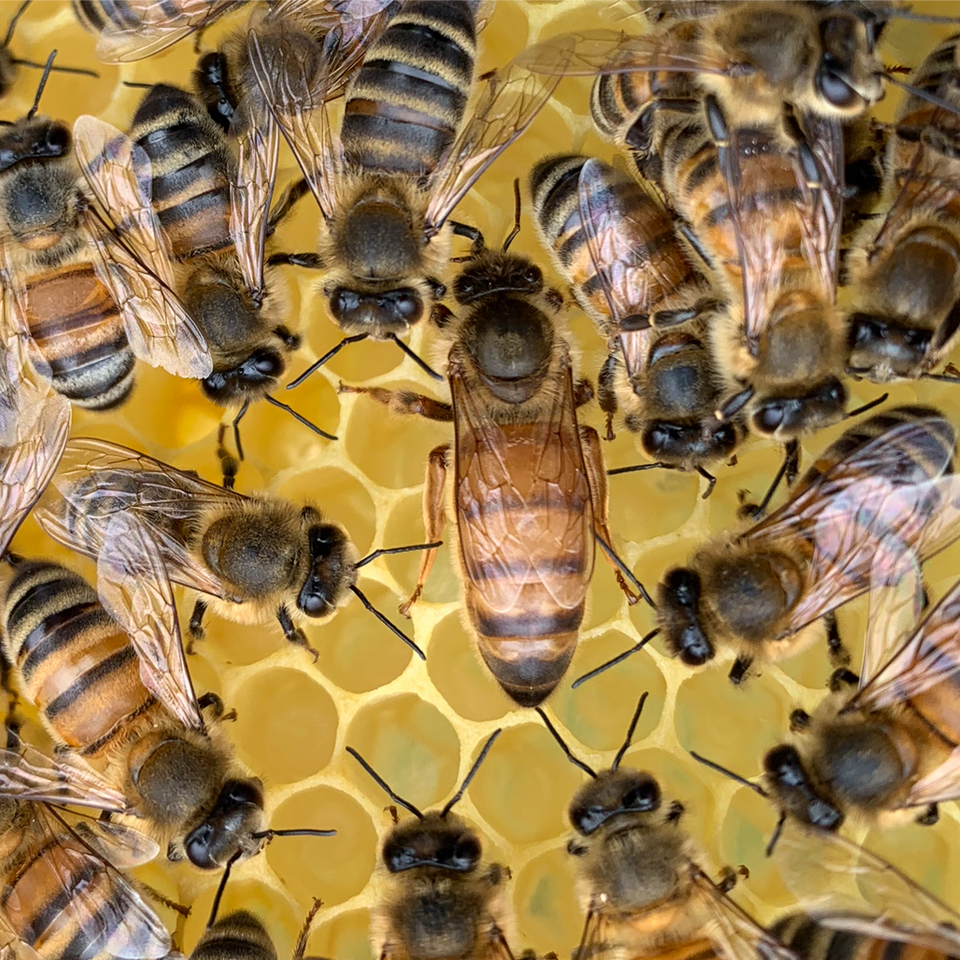 Queen Bees | Buckfast & Carniolan | Honeyfields Bee Farm