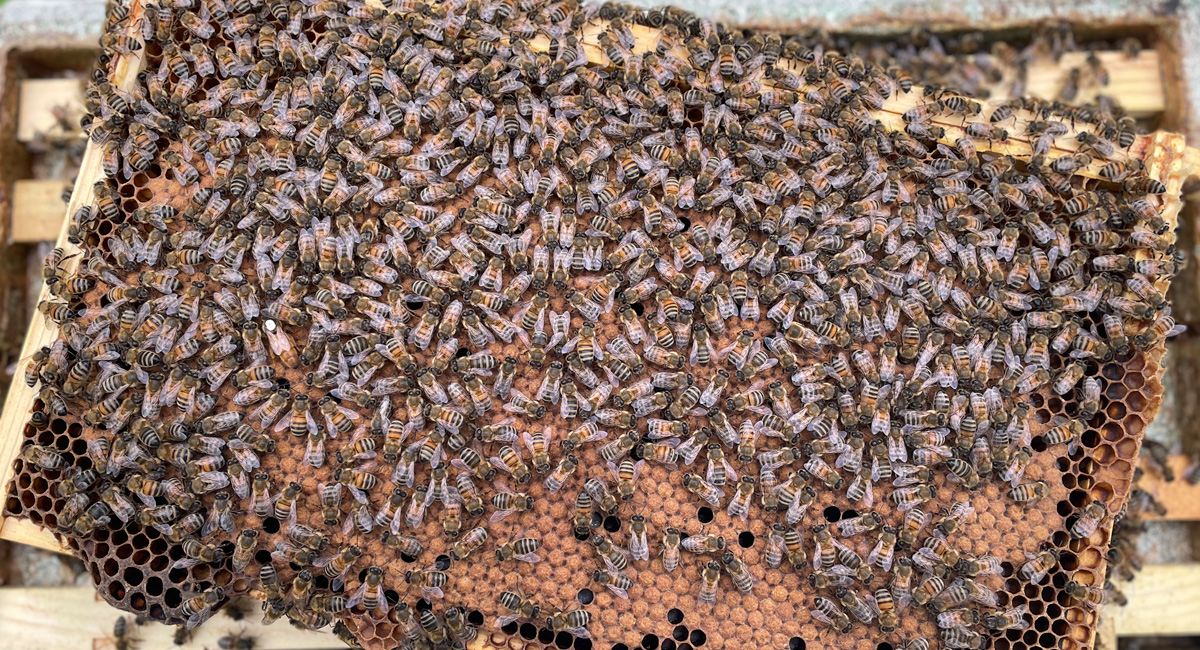 Transferring a Nucleus - Honeyfields Bee Farm - Honeyfields Bee Farm