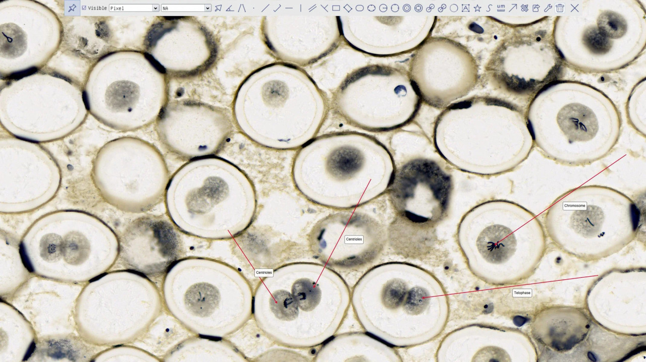 Motic Moticam 4000X Digital Microscope Camera