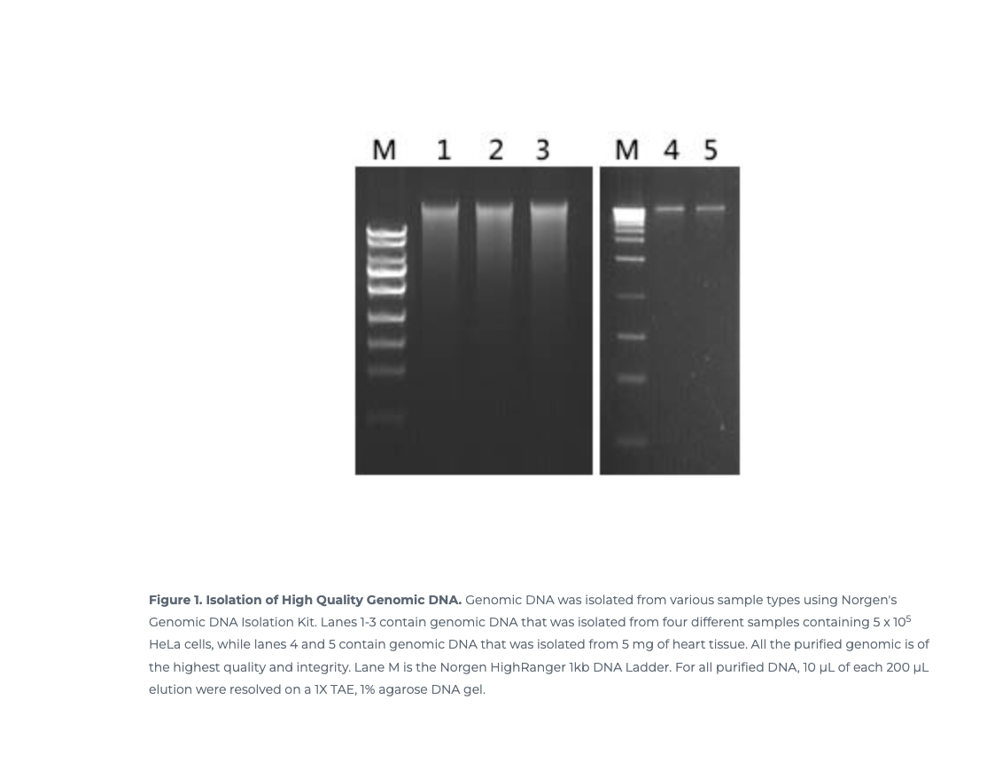 Norgen Biotek™ Genomic DNA Isolation Spin Column Kit