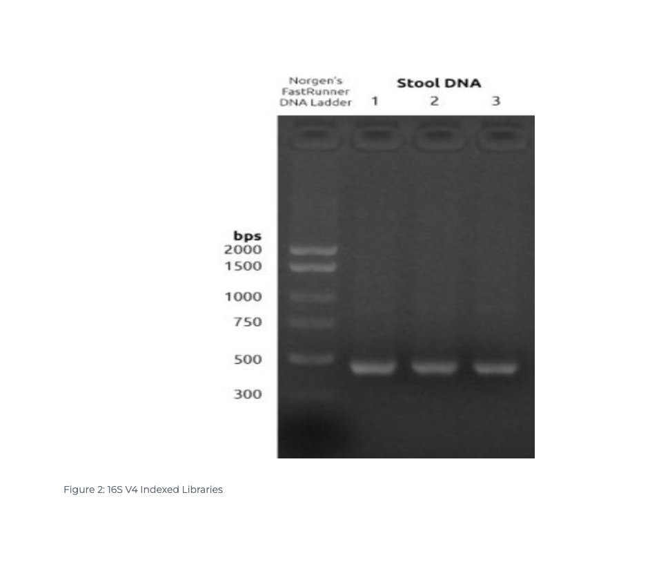 Norgen Biotek™ 16S V4 Library Preparation Kit for Illumina