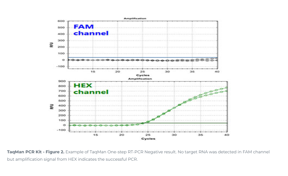 Norgen Biotek™ Pneumocystis jirovecii TaqMan PCR Kit, 100 Reactions