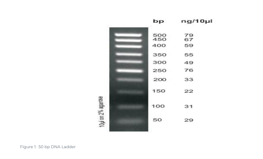 Norgen Biotek™ 50 bp DNA Ladder, 5 x 100 Loads