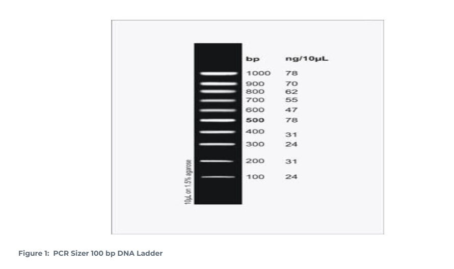 Norgen Biotek™ PCR Sizer 100bp DNA ladder, 100 Loads