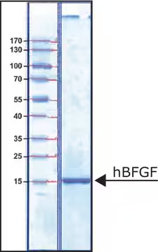 hBFGF, 1 X 25 µG (F0291-25UG) | MilliporeSigma® (Sigma-Aldrich)