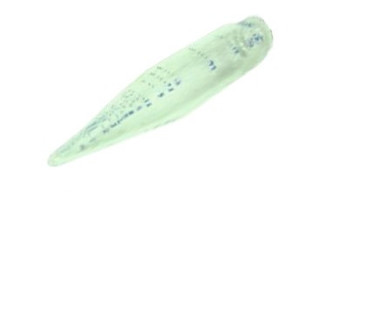 Conical oil test tube, each