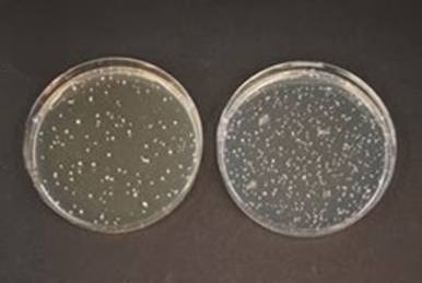 TOS-propionate agar medium (acc. ISO), 1 X 500 g (43314-500G ...