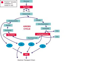 ProClin™ 300, 1 X 110 kg (48919-U) | MilliporeSigma® (Sigma-Aldrich)