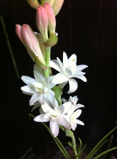 Gardenia Tuberose