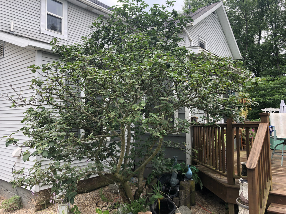 How to: Tree Stress Recovery with Mauget’s Stemix Plus - Grand Arbor Supply