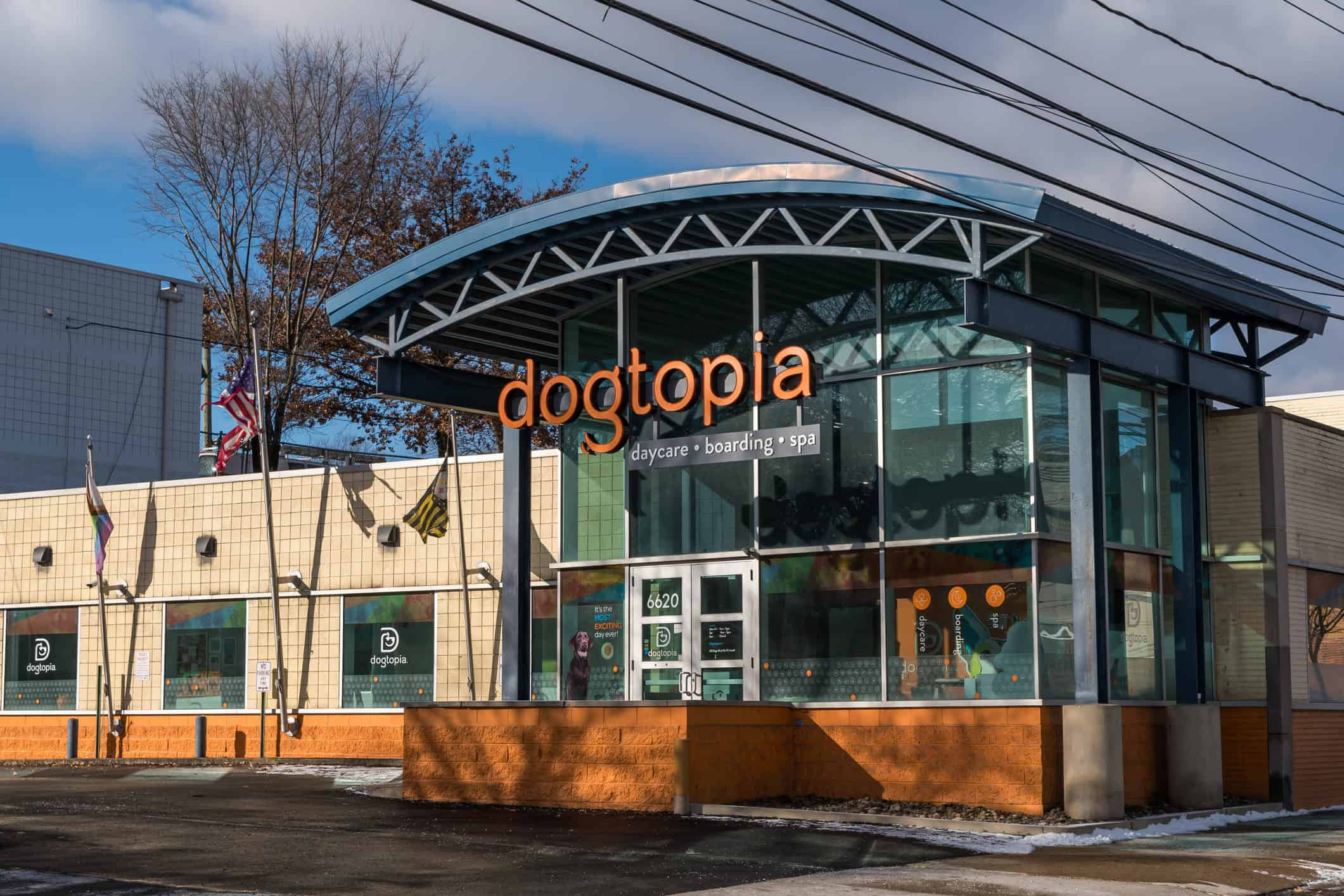 Dogtopia Doggy Daycare: Daily Enrichment for Every Dog | KONG Company Store