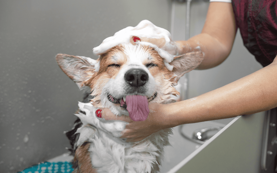 Tips for a Great Groom at Home | KONG Company Store