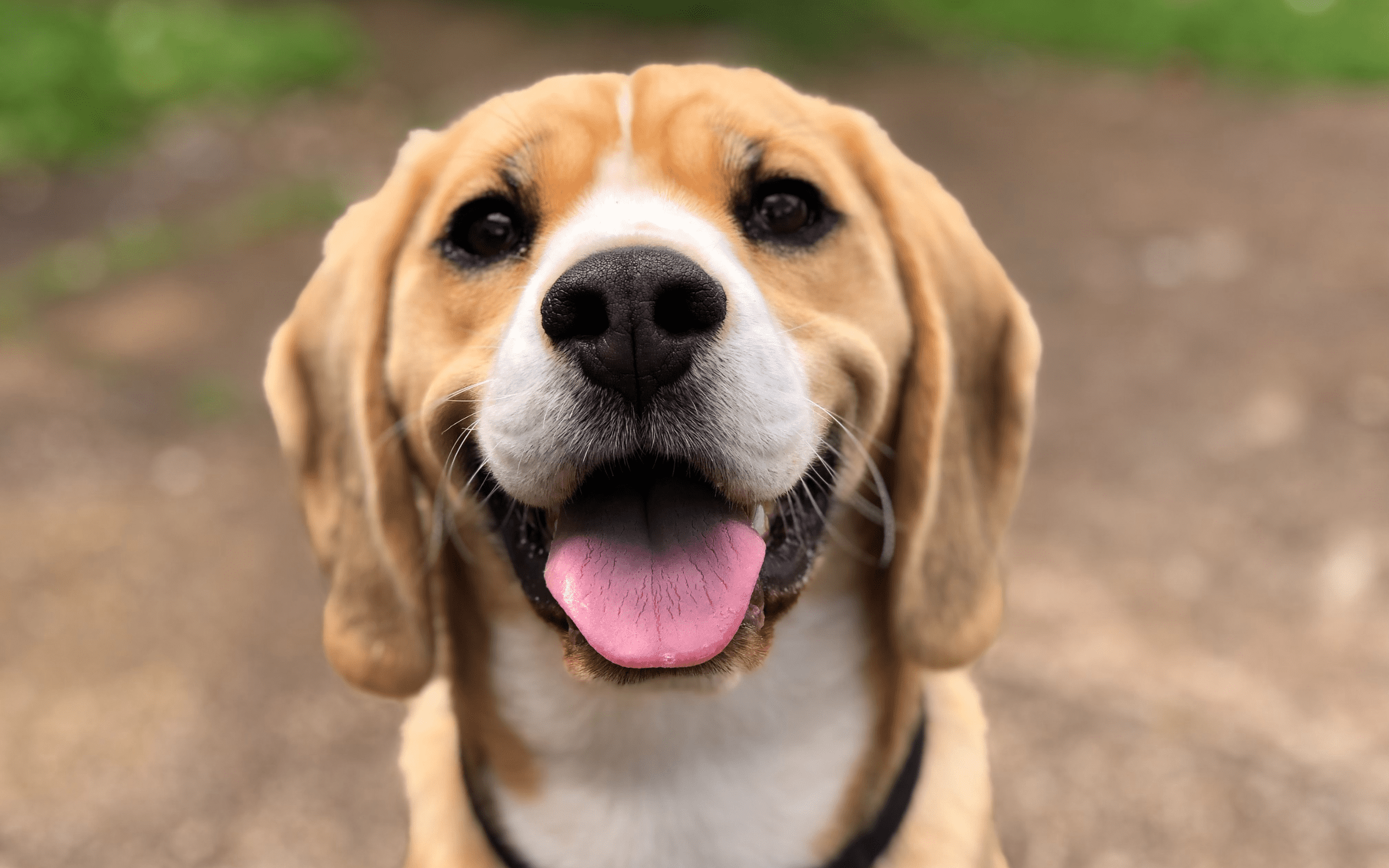 Good Dog's Guide to Getting Adopted | KONG Company Store