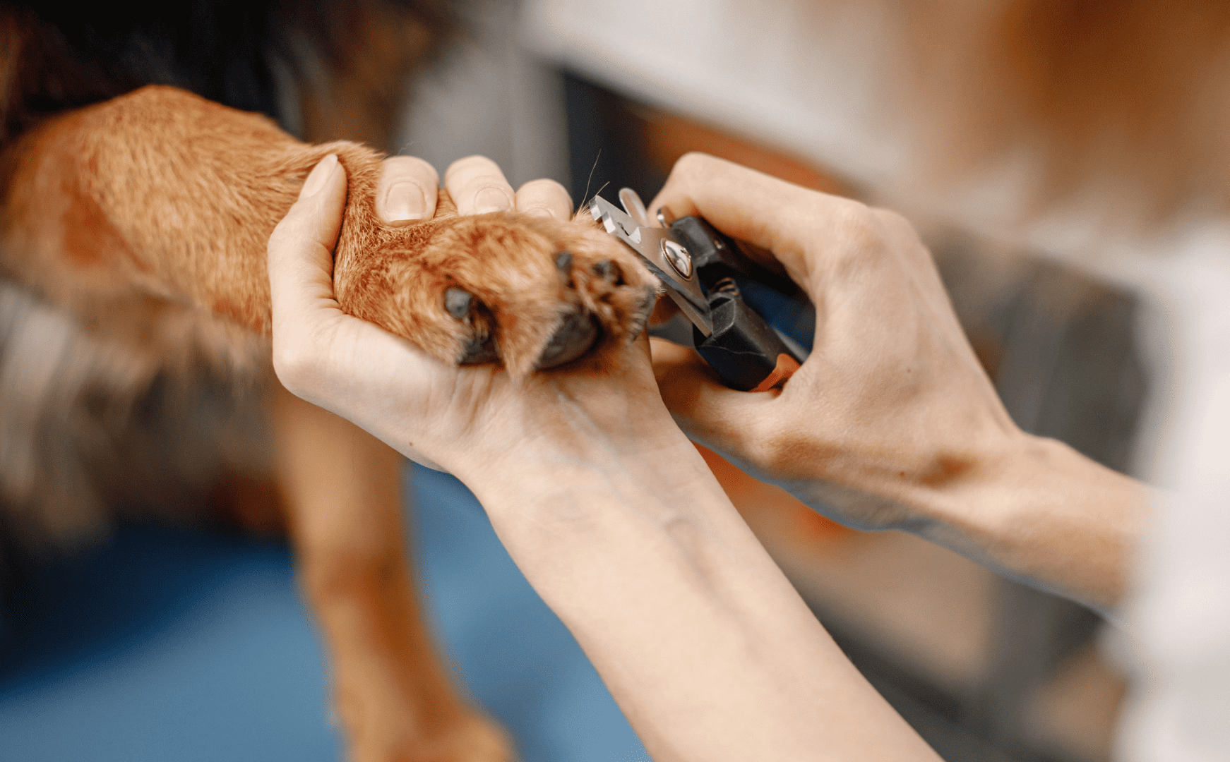 How to Make Trimming Your Dog's Toenails Easier | KONG Company Store