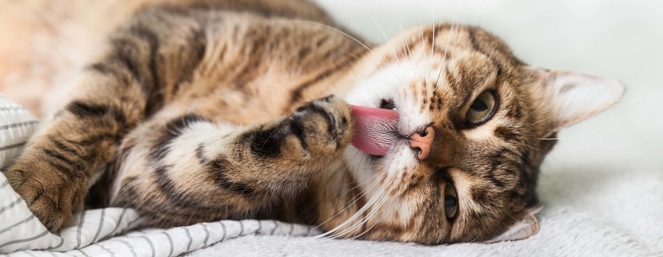 Feline Wisdom: The Importance of Licking and Sniffing for Cats | KONG ...