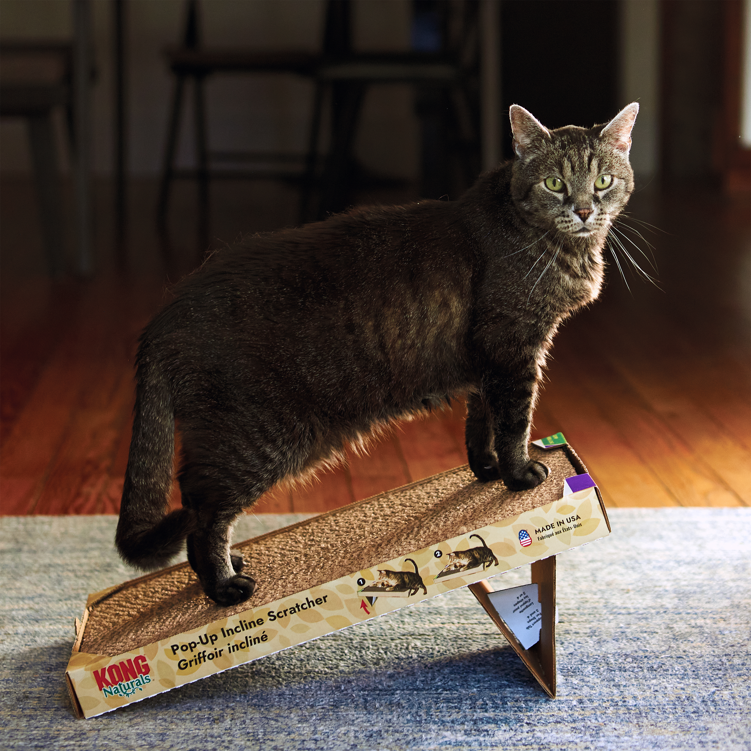 June is Adopt a Cat Month | KONG Company Store
