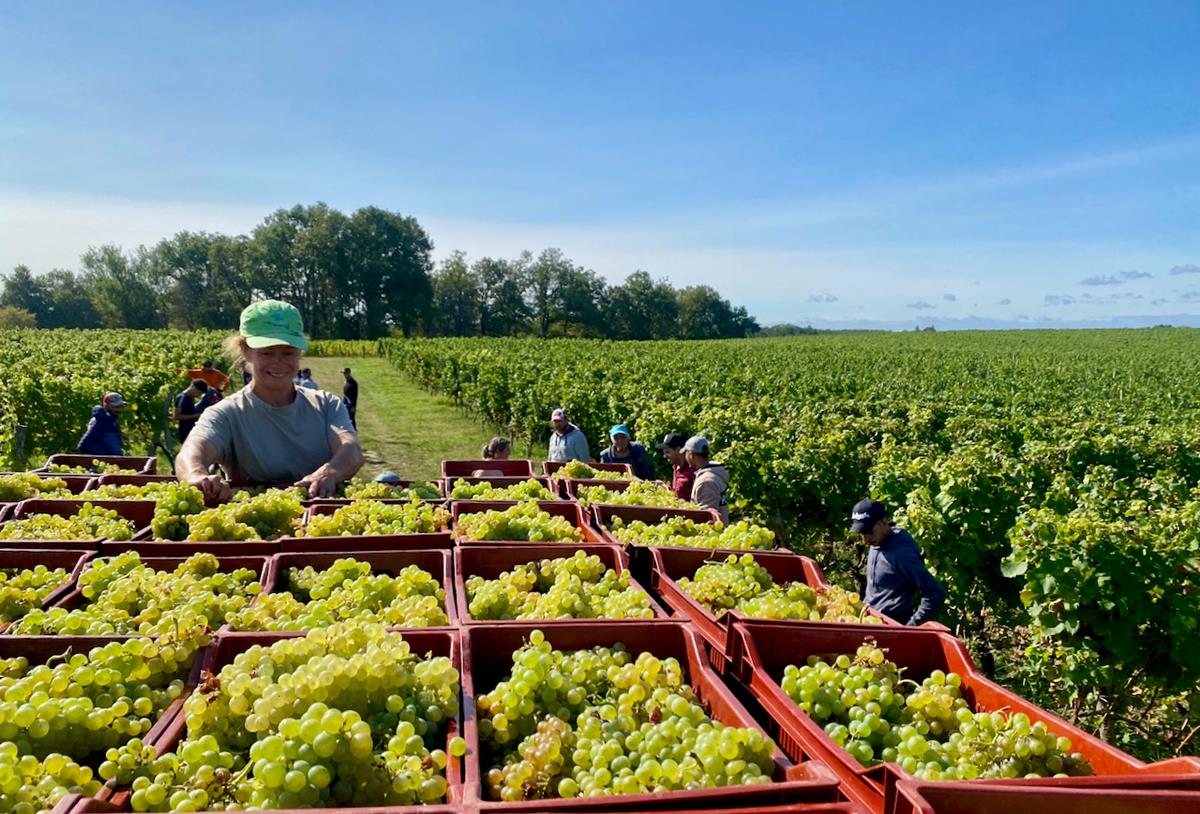 The white harvest begins – a photo journal - Chateau Bauduc