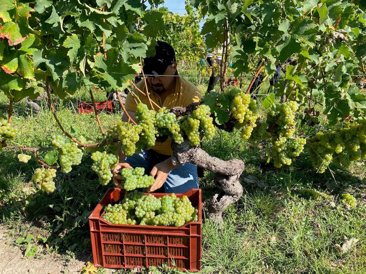 Bordeaux 2023 weather and crop report - Chateau Bauduc