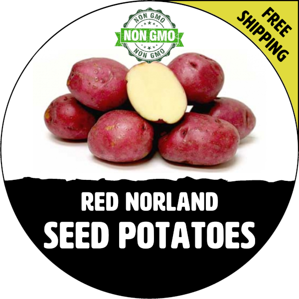 Certified Seed Potatoes ( Tubers, Plants)