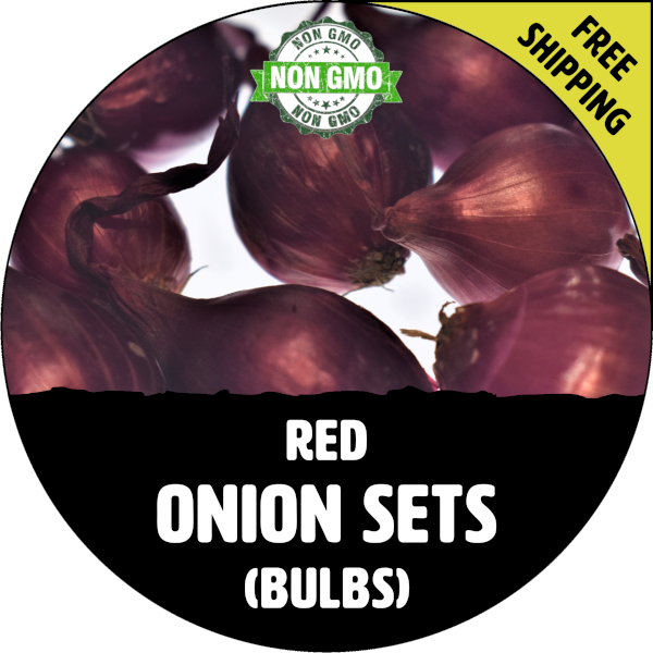 Garlic Onions & Shallots - Onions - Onion Bulbs (Sets) - Organic ...