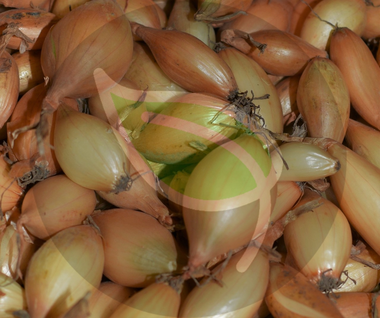 SUPER SWEET ONION SETS (Yellow Bulbs For Seed) - Non-GMO Plant, Garden ...