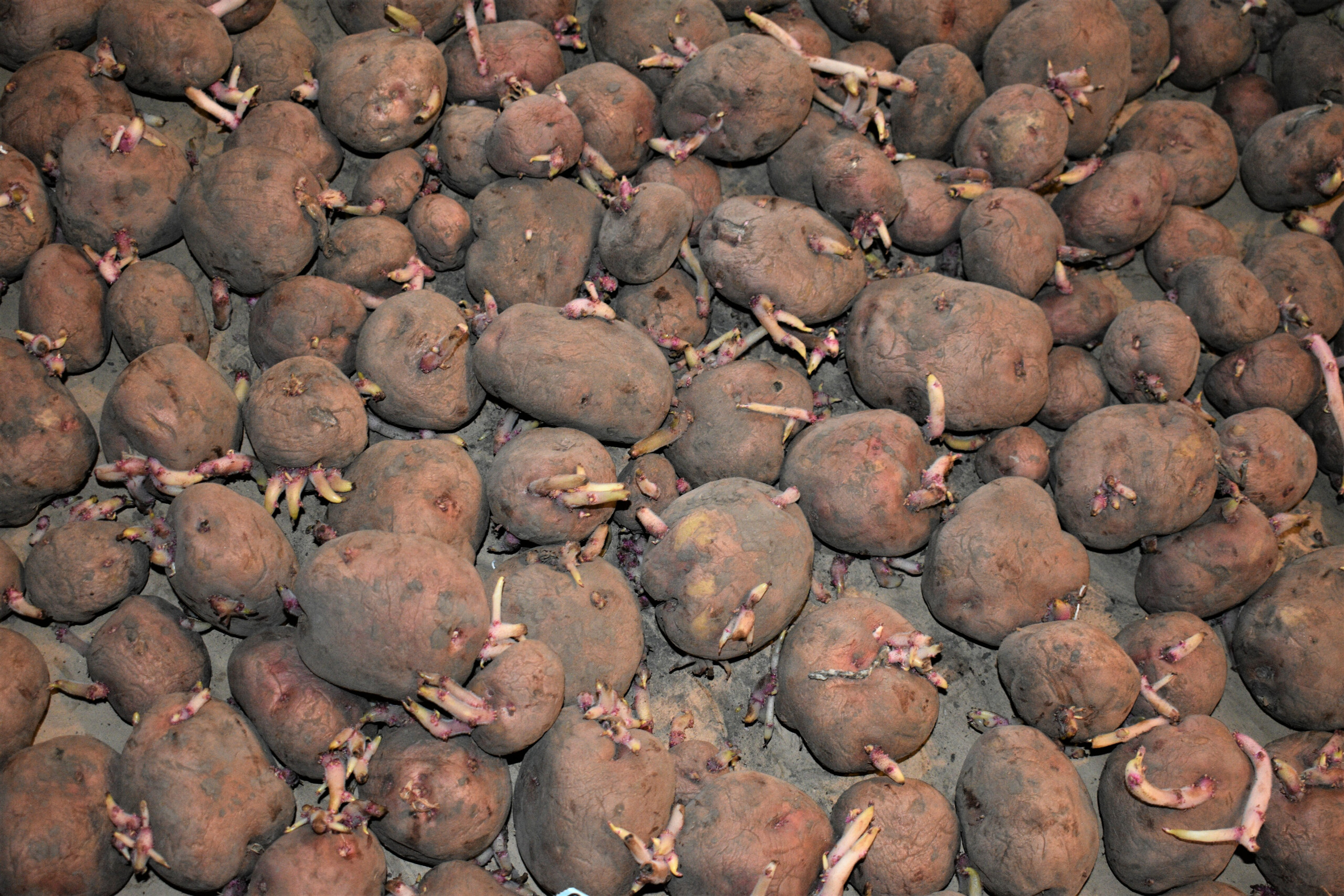 RED LASODA Seed Potatoes (Certified) - Non-GMO Potato Plant, Tuber Spud ...