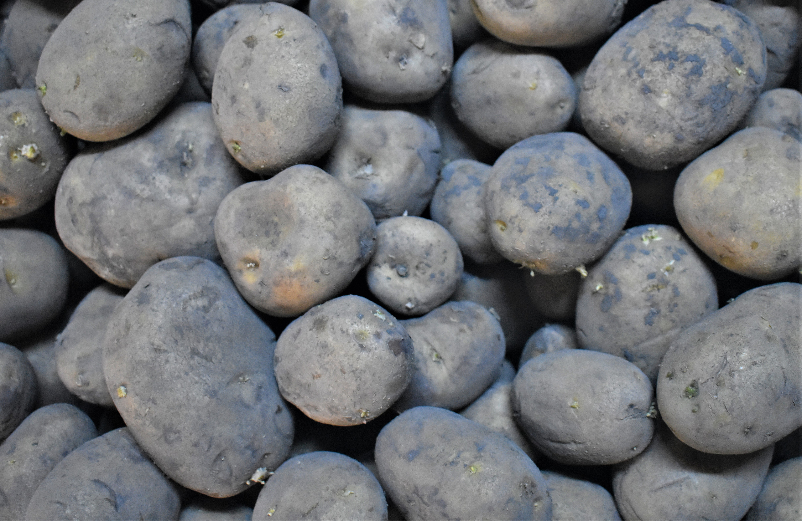 GERMAN BUTTERBALL Seed Potatoes (Certified) - Non-GMO Potato Plant ...