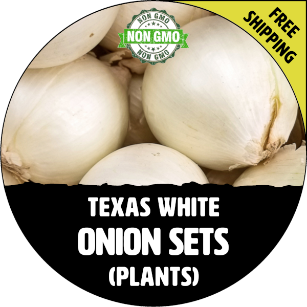 Garlic Onions & Shallots - Onions - Onion Seedlings (Sets) - Organic ...