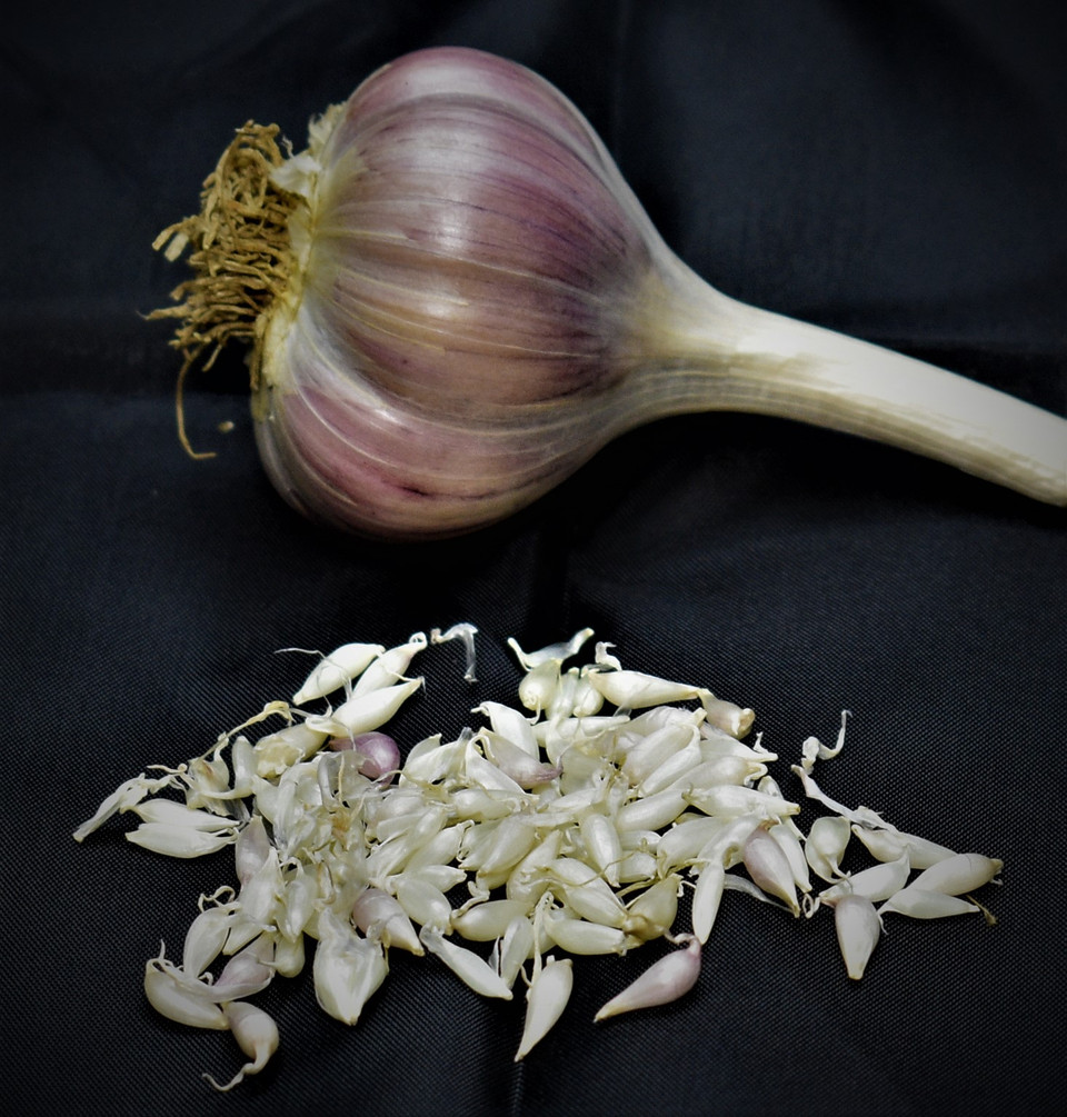 Organic Heirloom Gardens - KISKLYK GARLIC BULBILS (Hardneck) - Non-Gmo ...