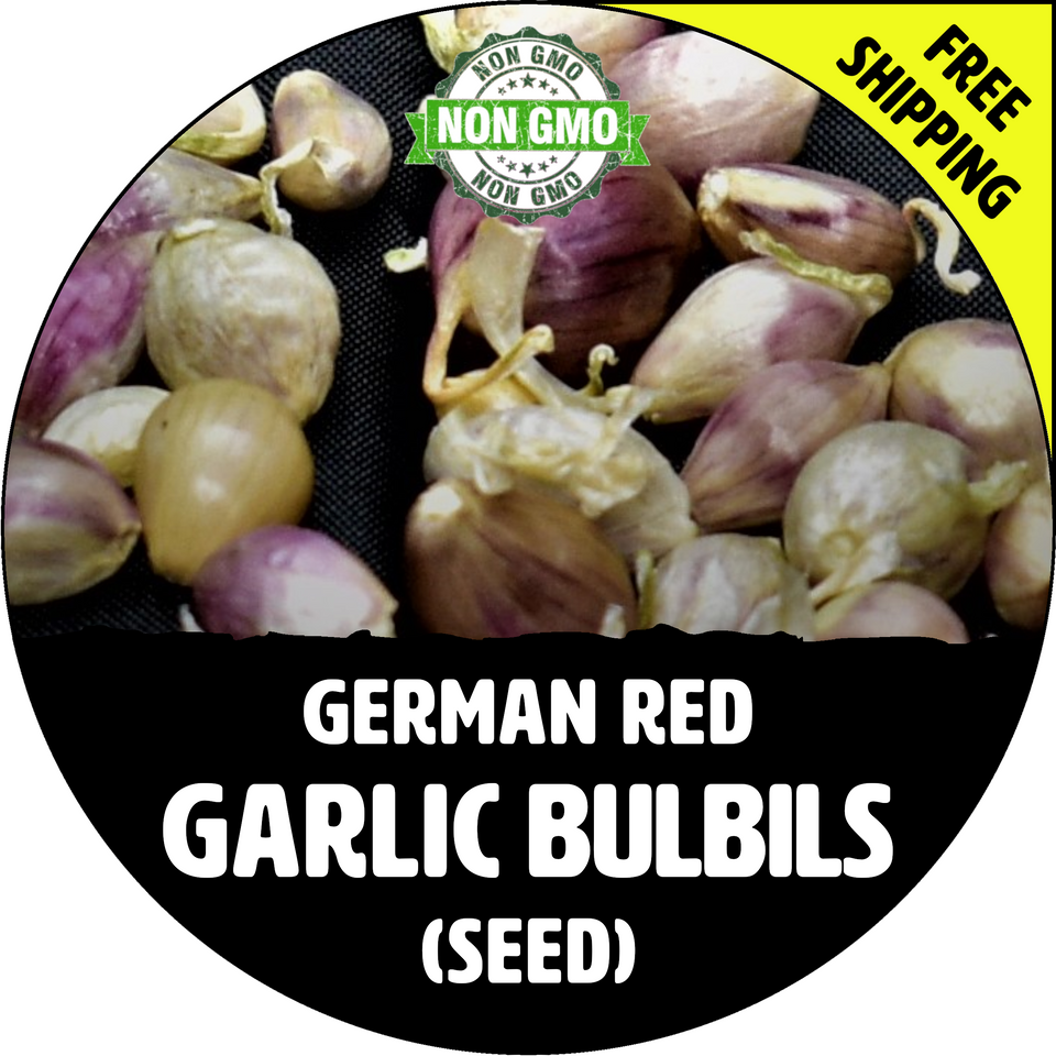 Garlic Onions & Shallots - Garlic - Spring Garlic - Organic Heirloom ...