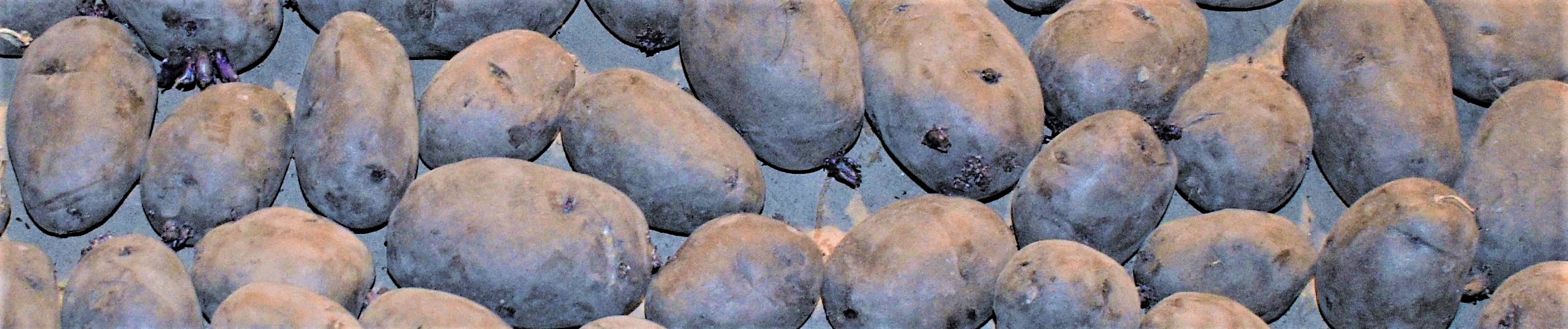 The Seed Potato For Home Gardeners - Best Size? Cut or Whole? - Organic ...