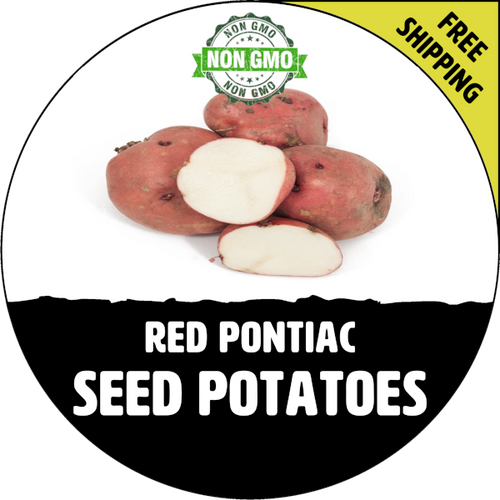 RED PONTIAC Seed Potatoes (Certified) - Non-GMO Potato Plant, Tuber ...