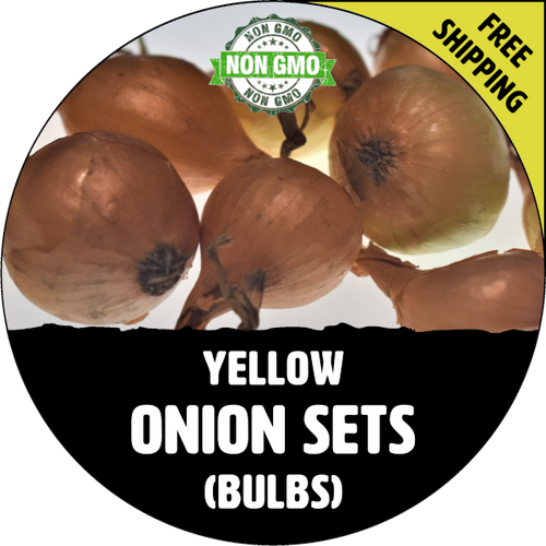 YELLOW ONION SETS (Bulbs For Seed) - Non-GMO Plant, Garden Seedling