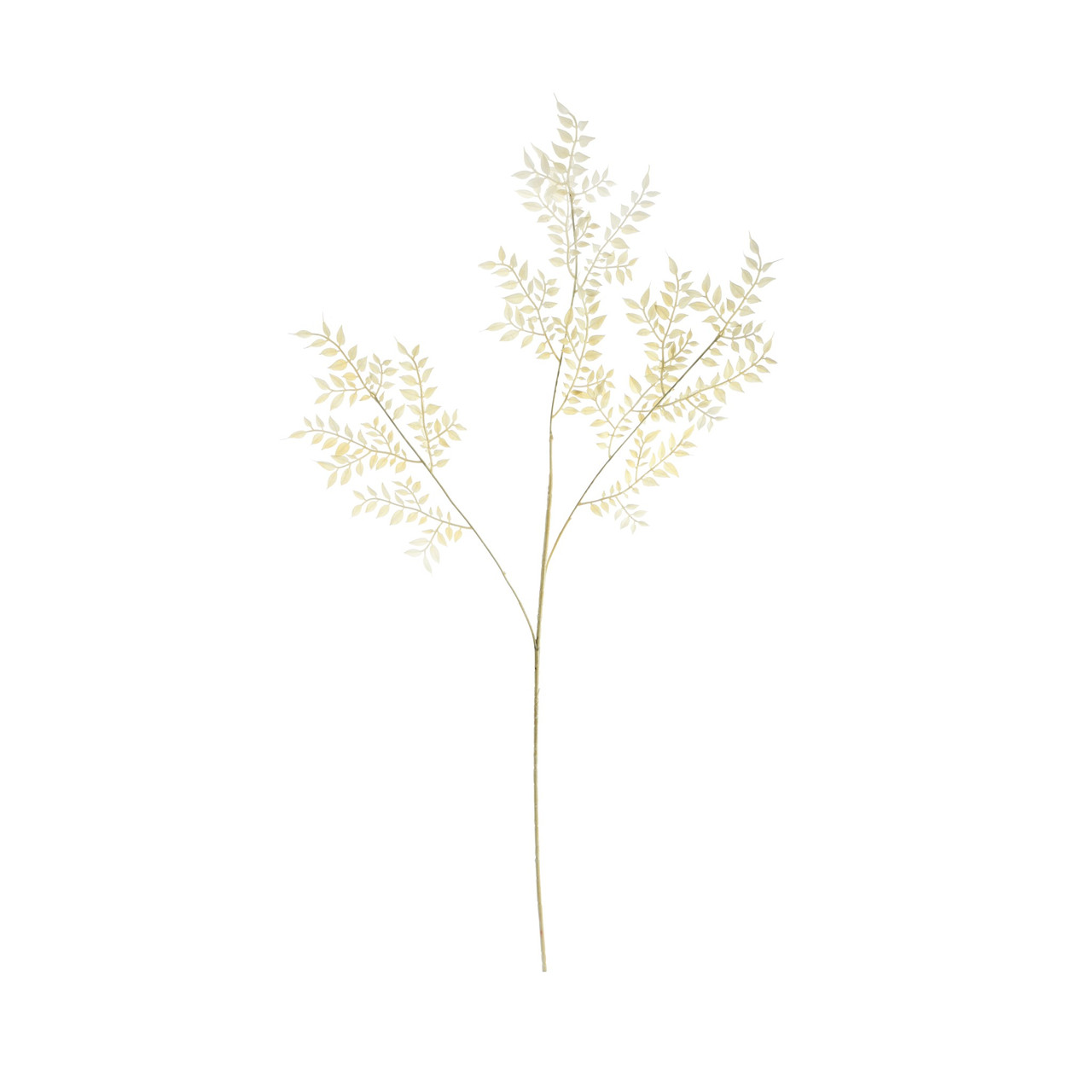 Essential Dry Look Bleached Ruscus - CB Gold