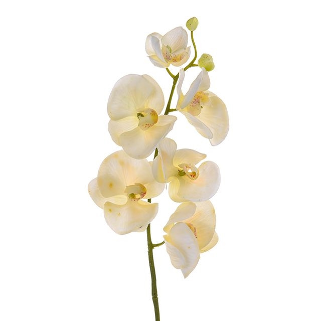Premier Orchid Cream 75Cm - CB Gold