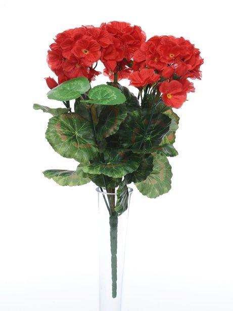 Geranium Bush Red - CB Gold
