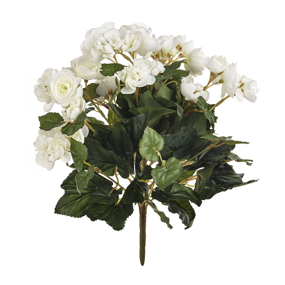 Begonia Bush Cream - CB Gold