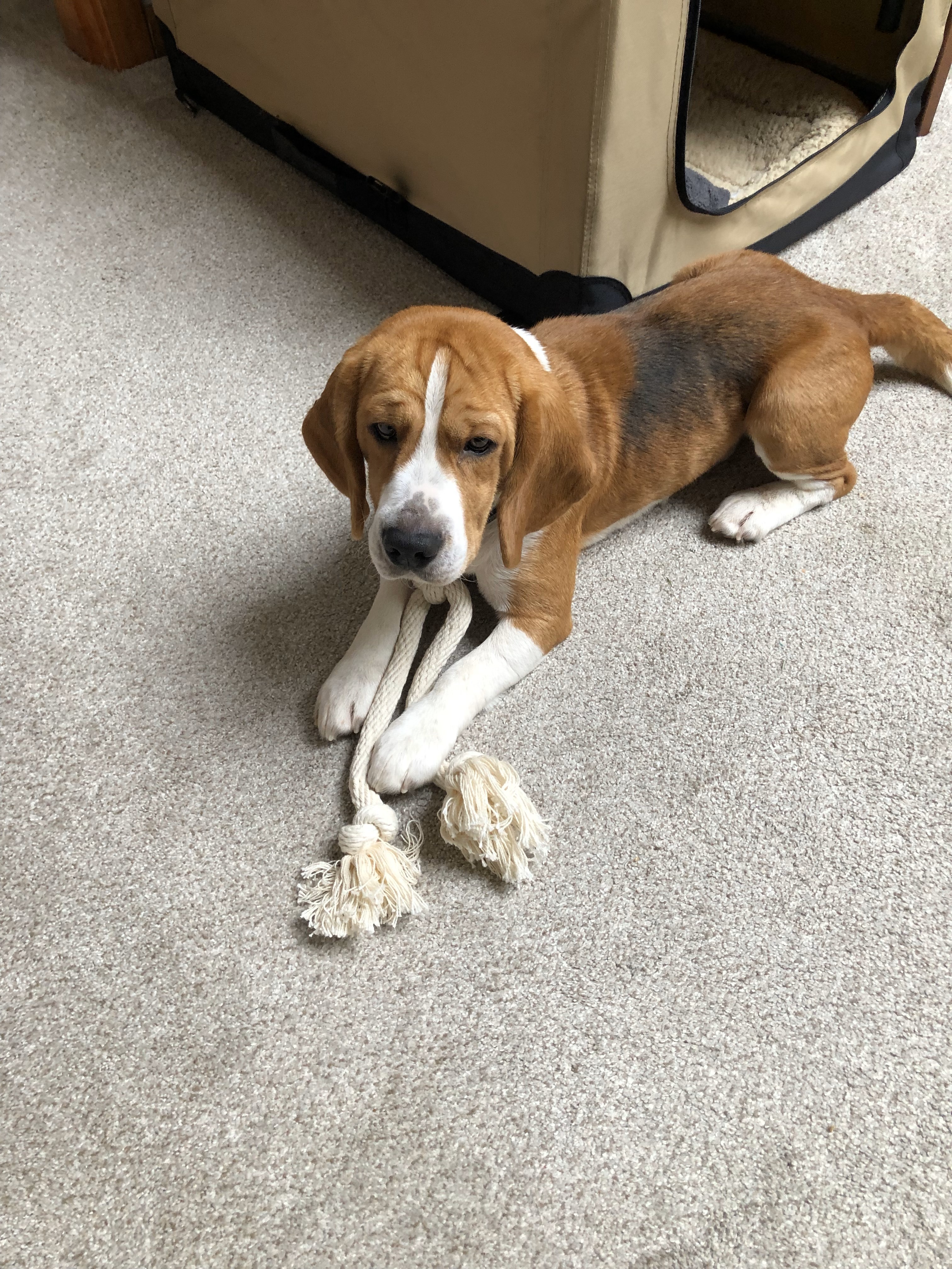 The Knotty Toy - North Woods Animal Treats