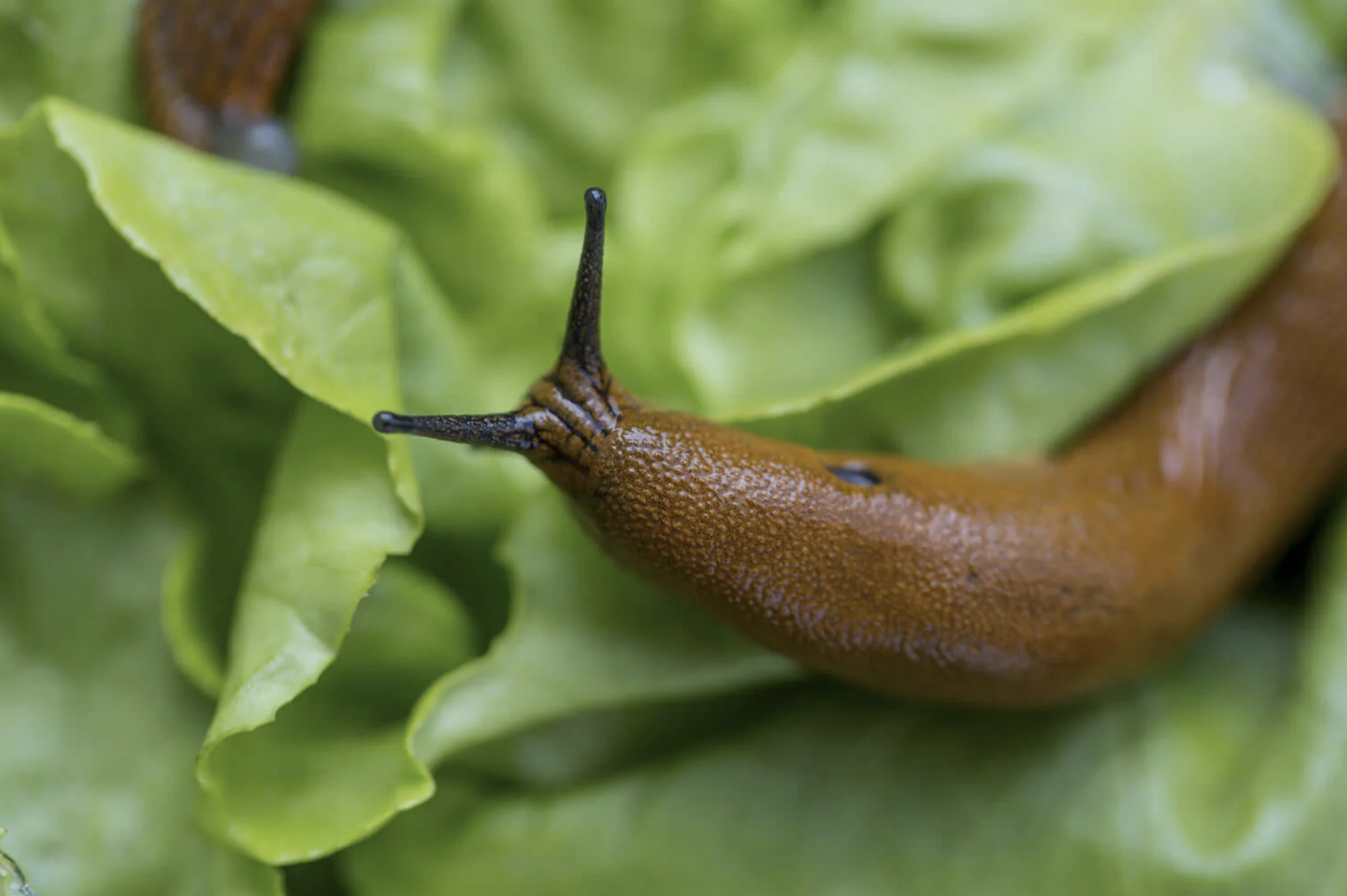 Battling the Slimy Intruders: Managing Slugs in Your Garden - Highland ...