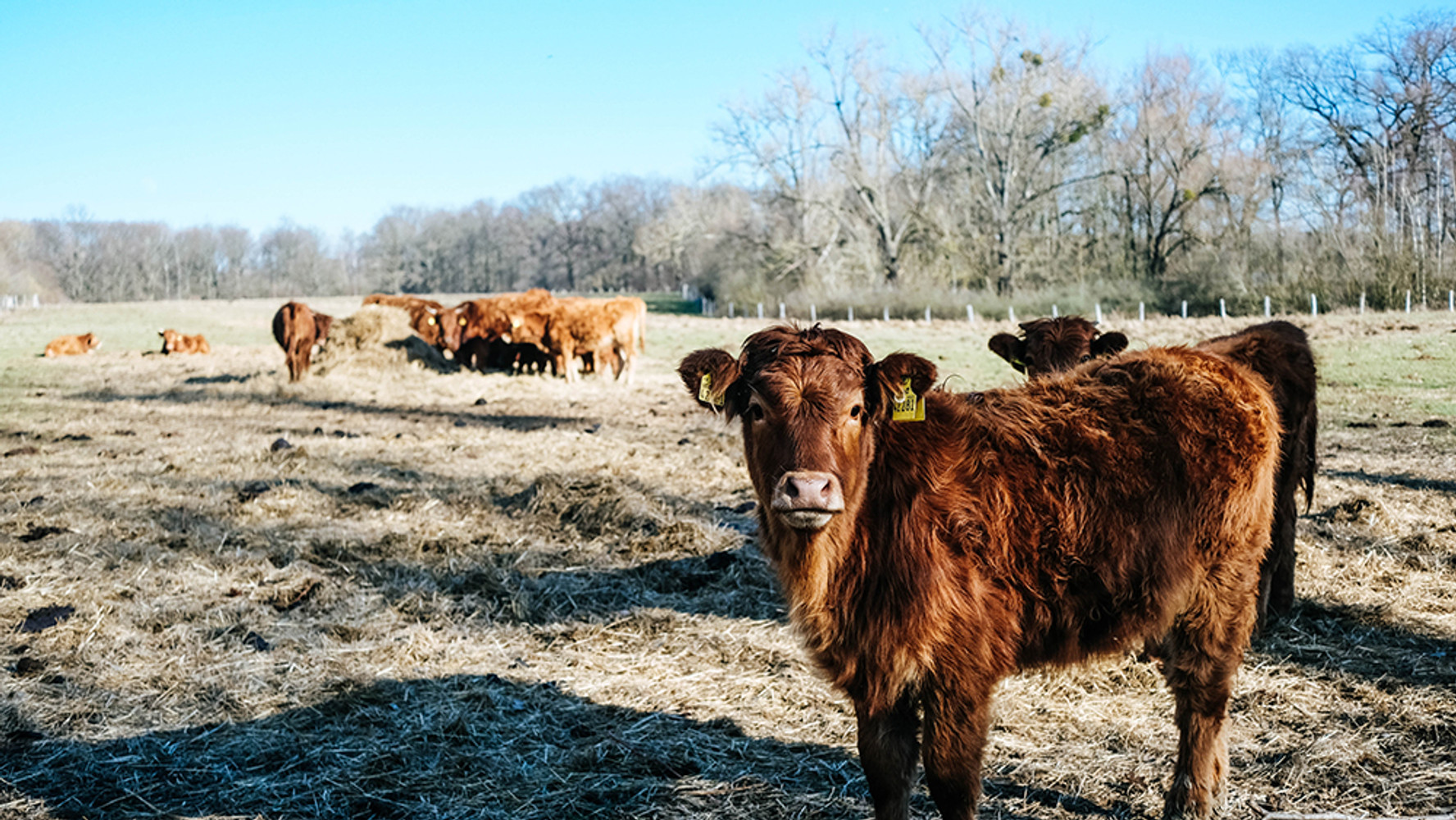 RFID Cattle Tracking: How the USDA Mandate is Changing Cattle Tracking ...