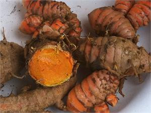 Turmeric Essential Oil - Snow Lotus Aromatherapy