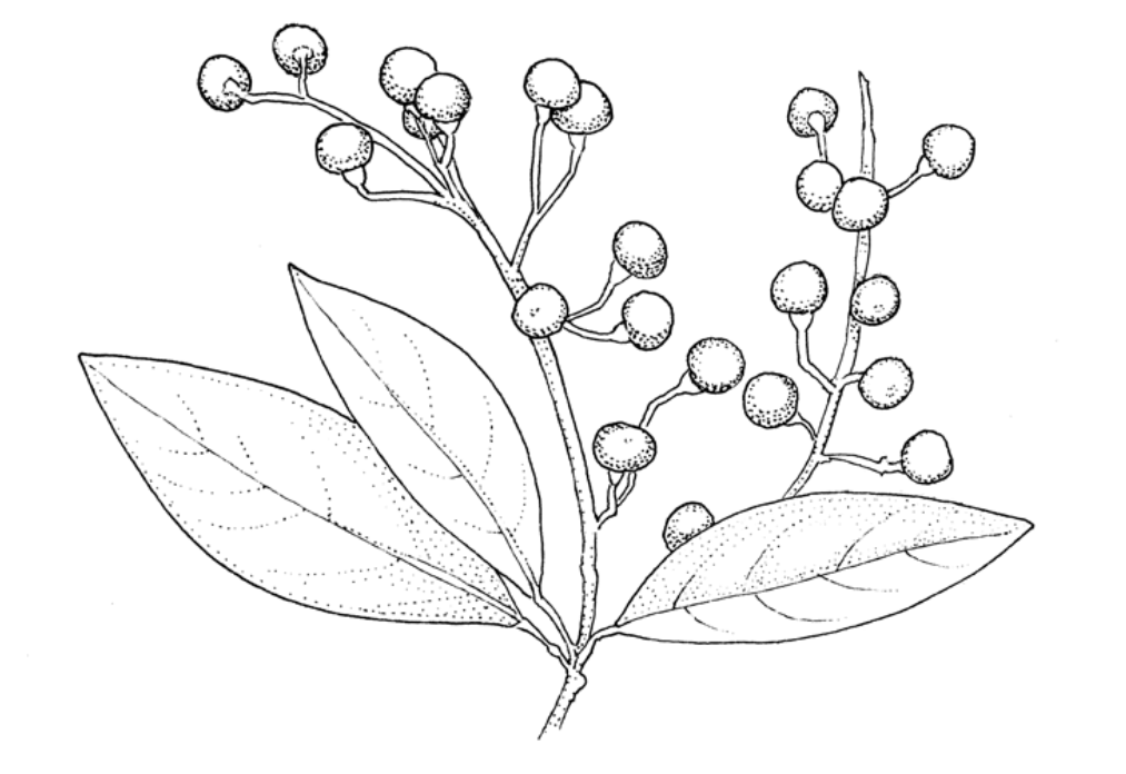May Chang Essential Oil - Snow Lotus Aromatherapy