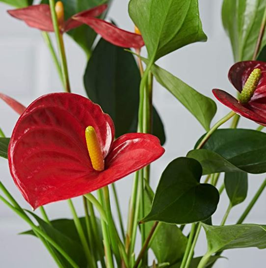 Plant Gift Delivery | Anthurium Indoor Plant