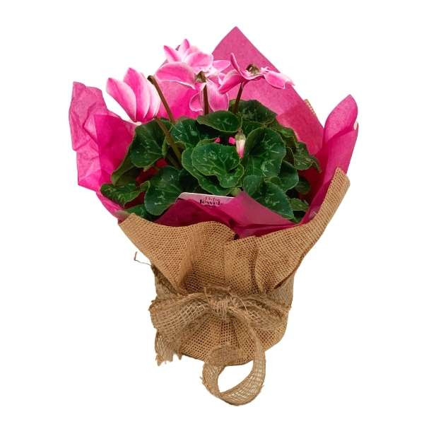 Plant Gifts and Gift Plants | Australia's Premier Online Florist