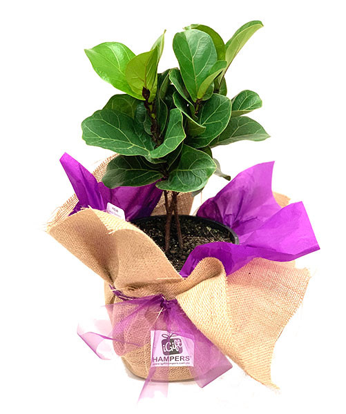 Plant Gifts and Gift Plants | Australia's Premier Online Florist