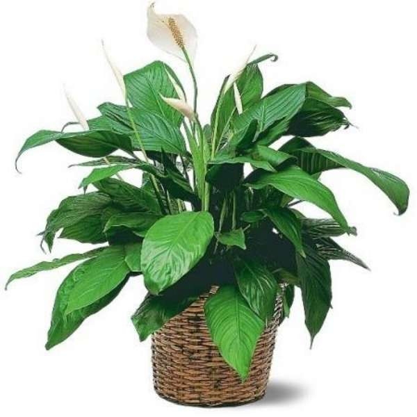 Plant Gifts and Gift Plants | Australia's Premier Online Florist