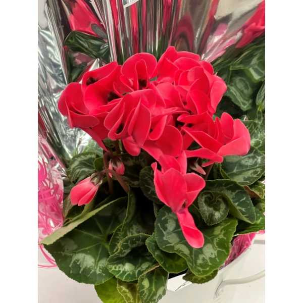 Plant Gifts: Unique and Sentimental Gifts for Plant Lovers