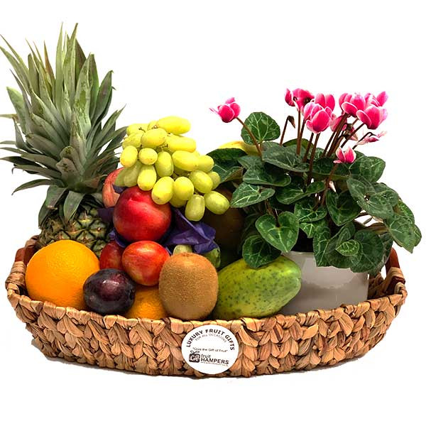 Plant Gifts: Unique and Sentimental Gifts for Plant Lovers