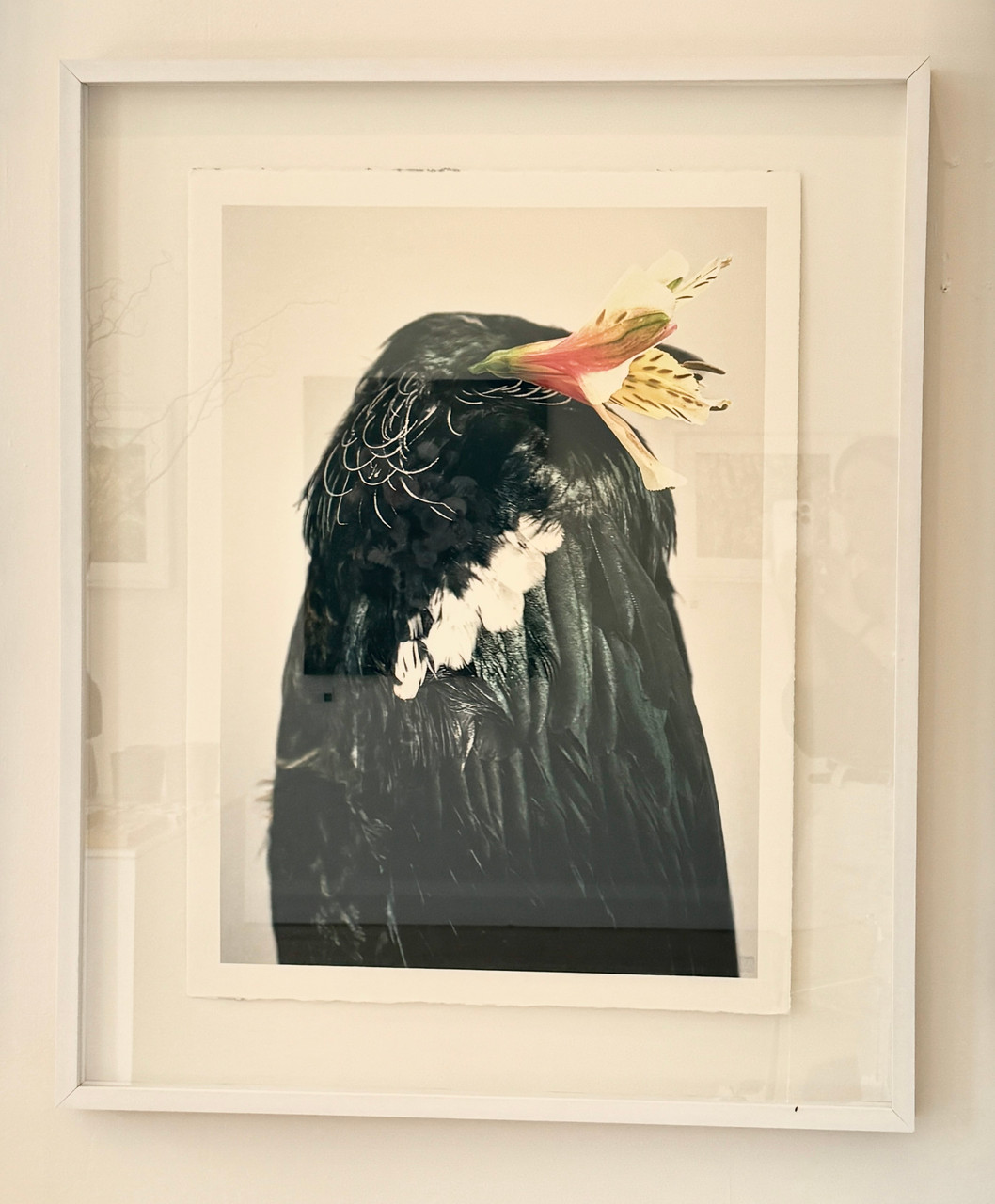 Tui & Flower | Poster - Susan Badcock Gallery