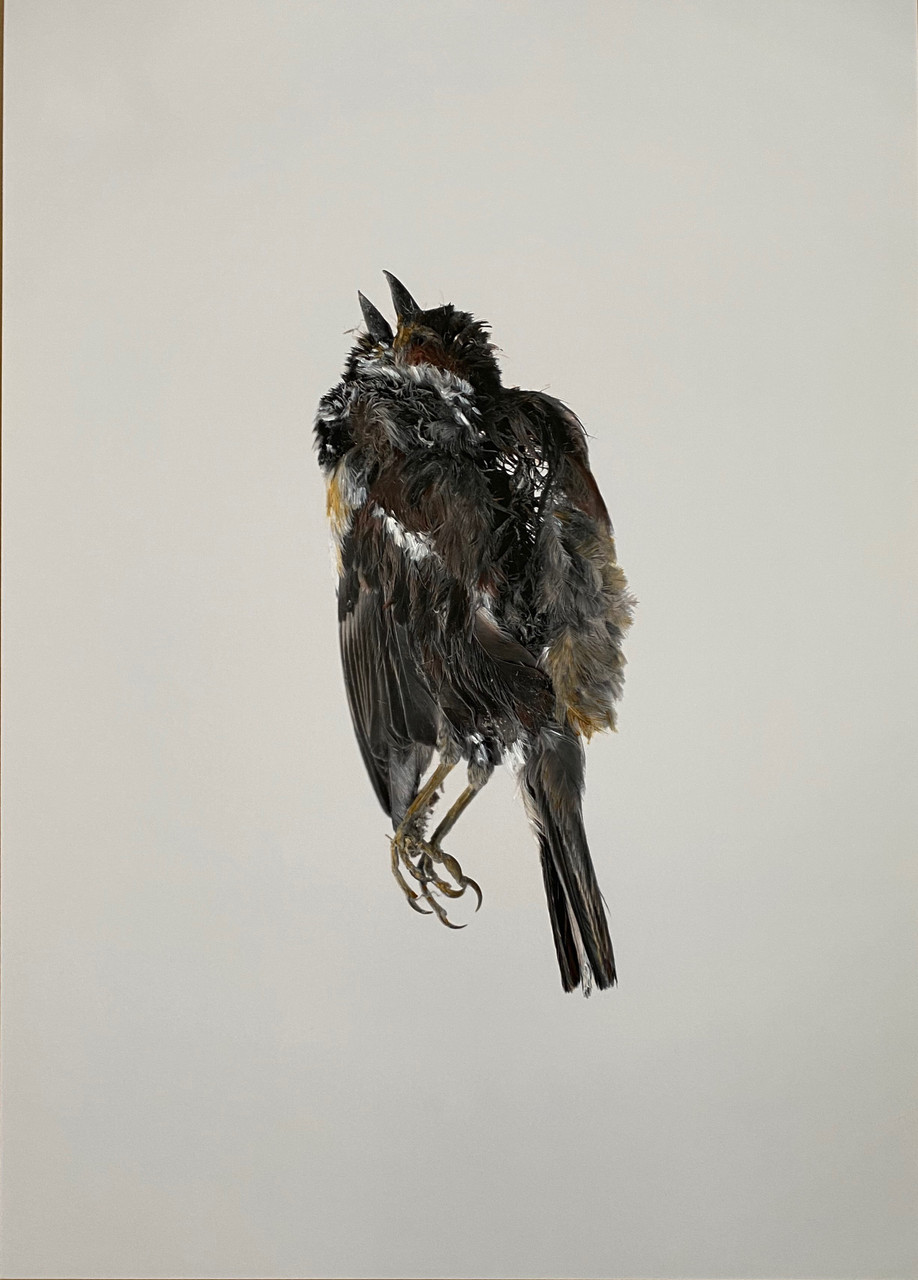 Sparrow - Susan Badcock Gallery